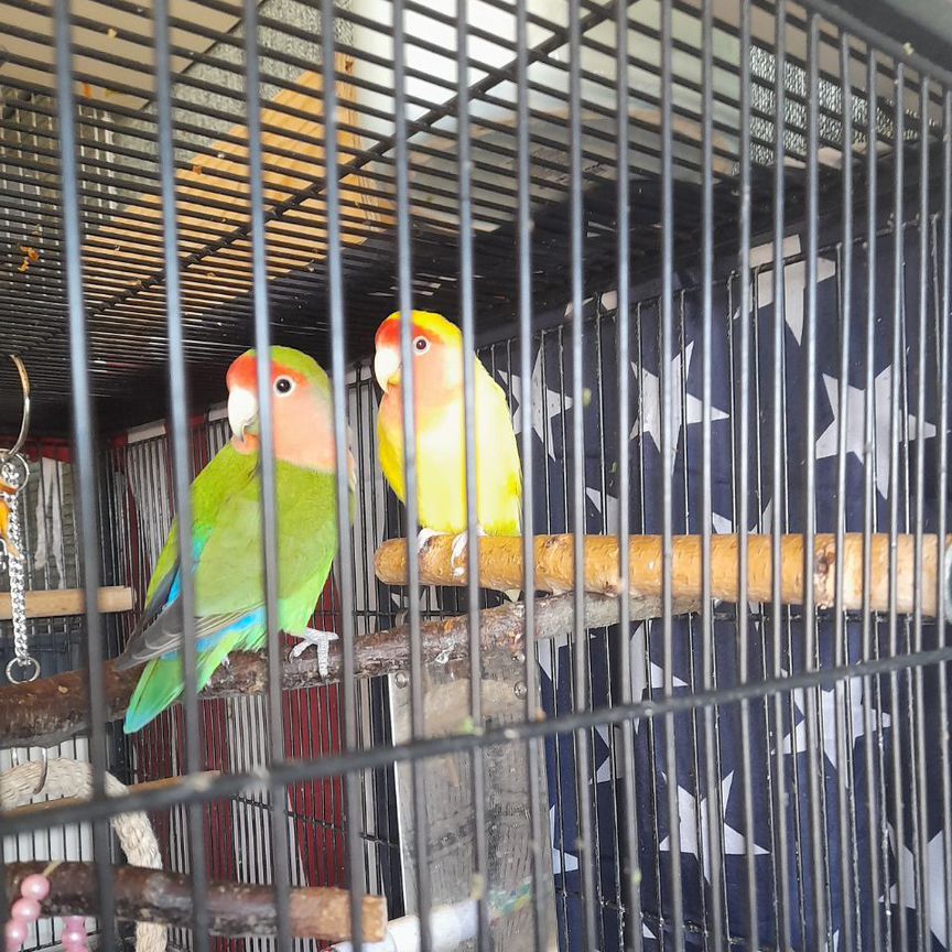 Попугаи неразлучники