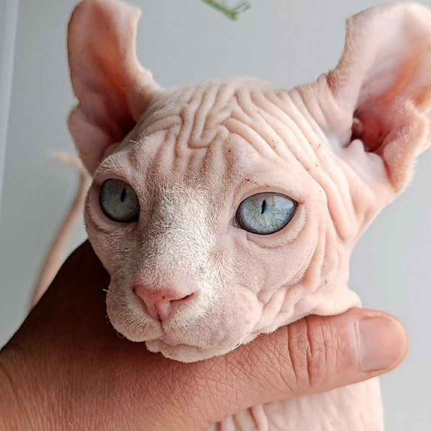 Эльф котёнок