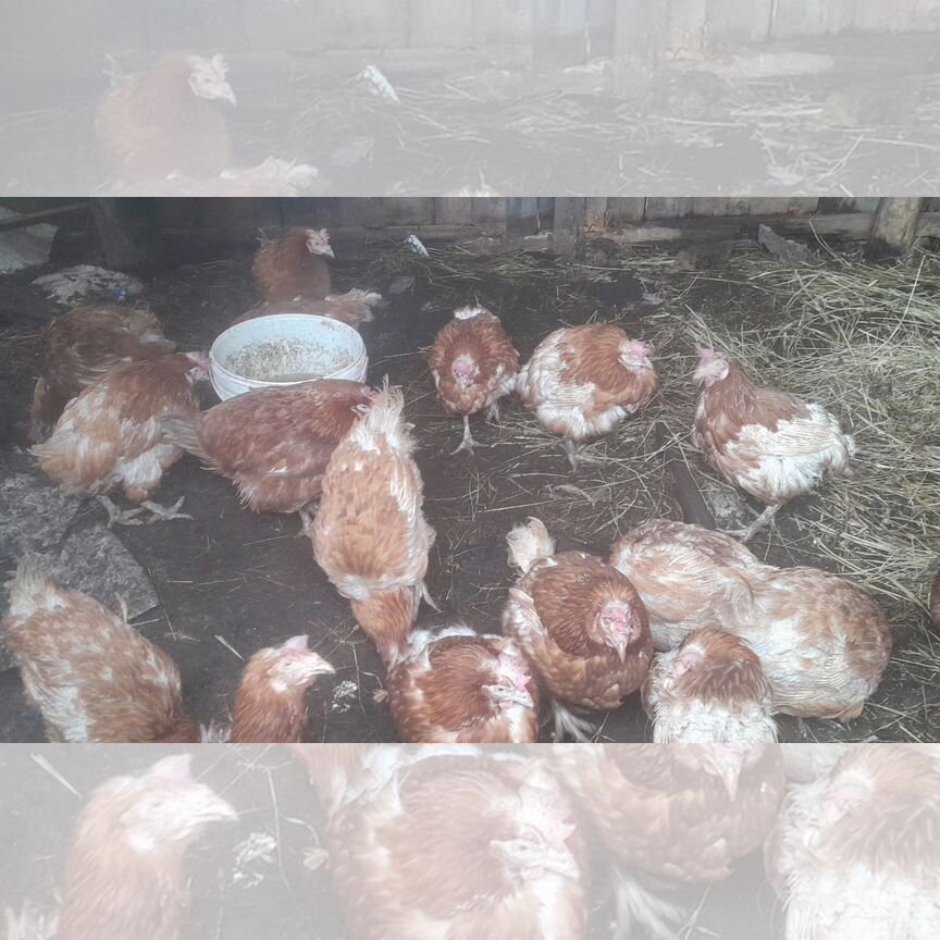 Куры несушки ломан Браун