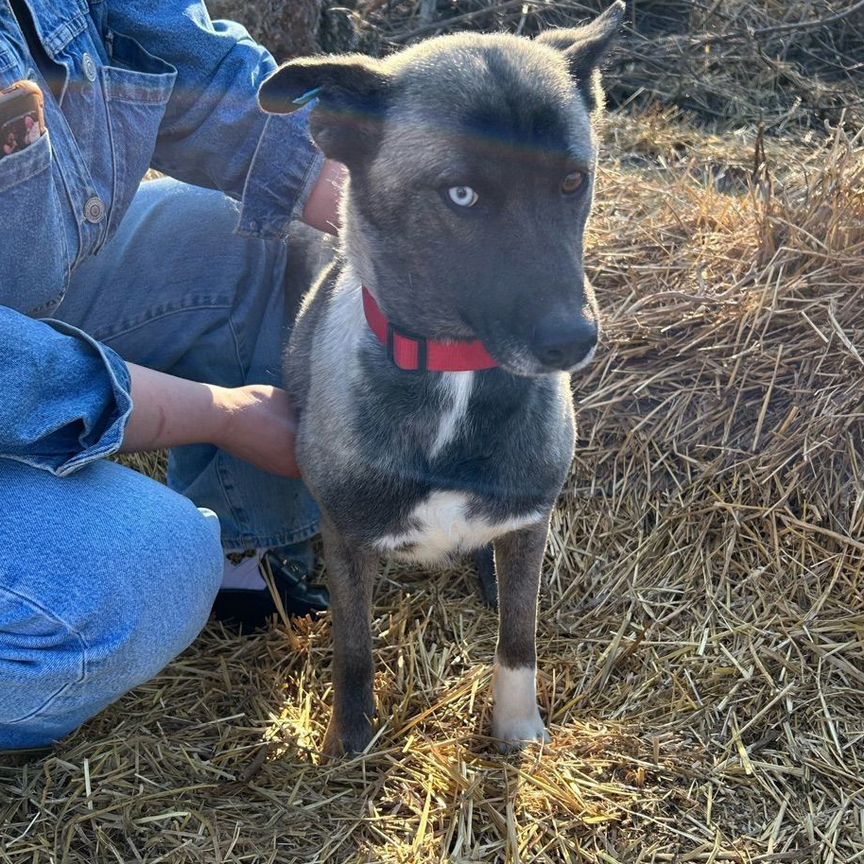 Аляскинский хаски, взрослая собака