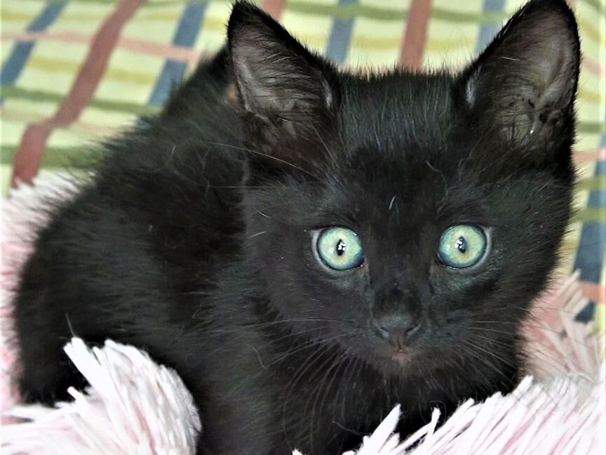 Котёнок чёрненький 2 месяца возраст