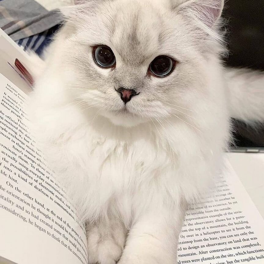 Рисую ваших питомцев