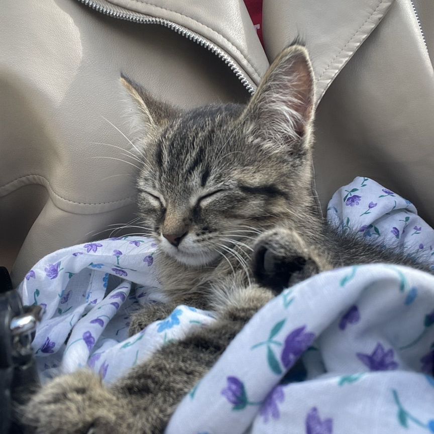 Котята