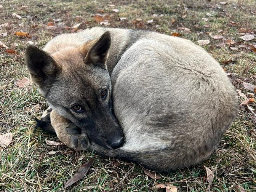 Кому нужен друг Собачка на улице