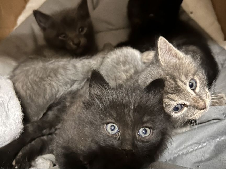 Котята заботливым взрослым родителям