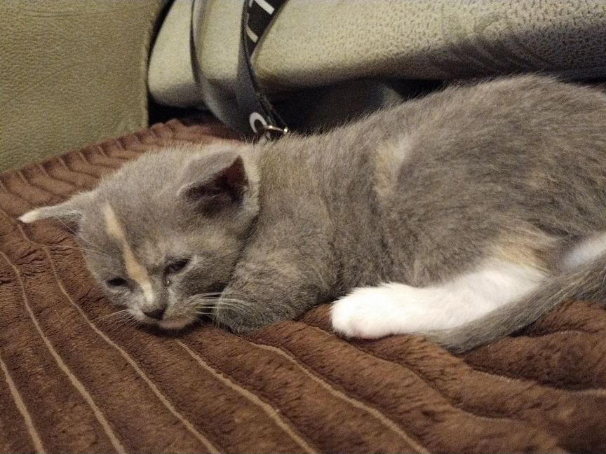 Котенок британский