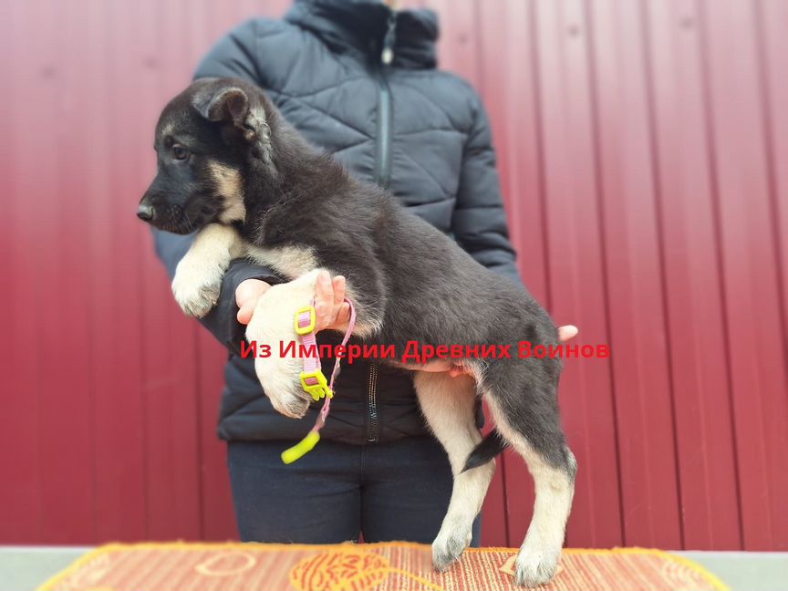 Крупная девочка восточноевропейской овчарки