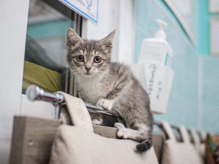 Ласковый котёнок Фиона в добрые руки