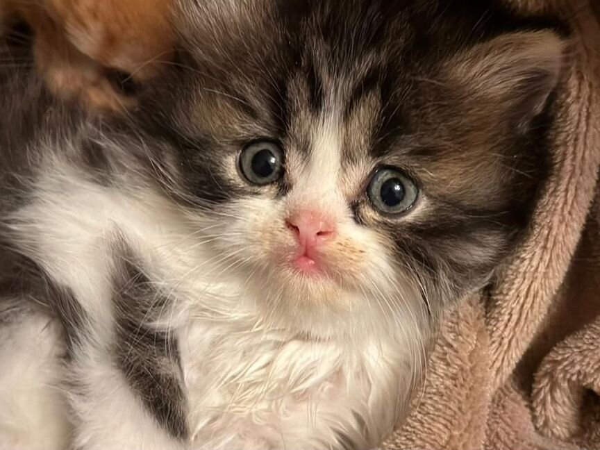 Котята в добрые руки