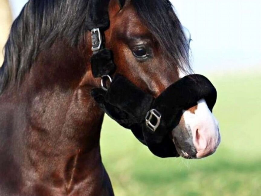 Недоуздок меховой Канада Bonjour, Toto