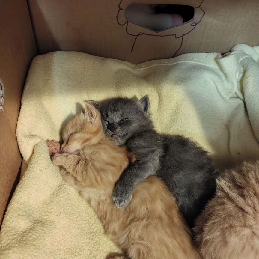 Сибирский кот