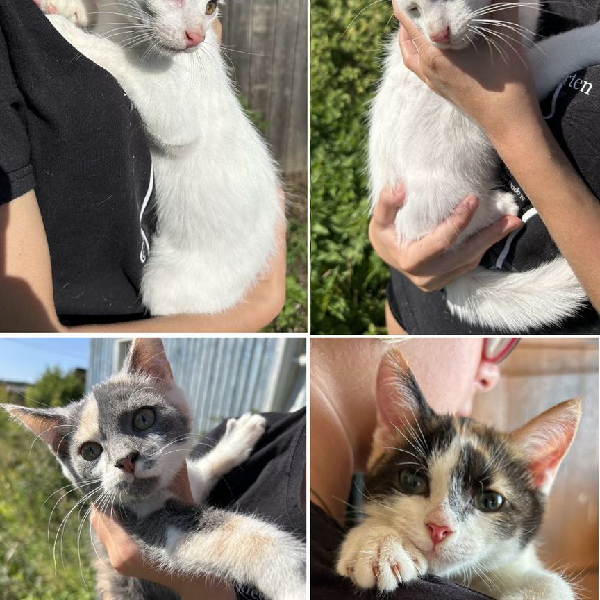 Котята в добрые руки бесплатно