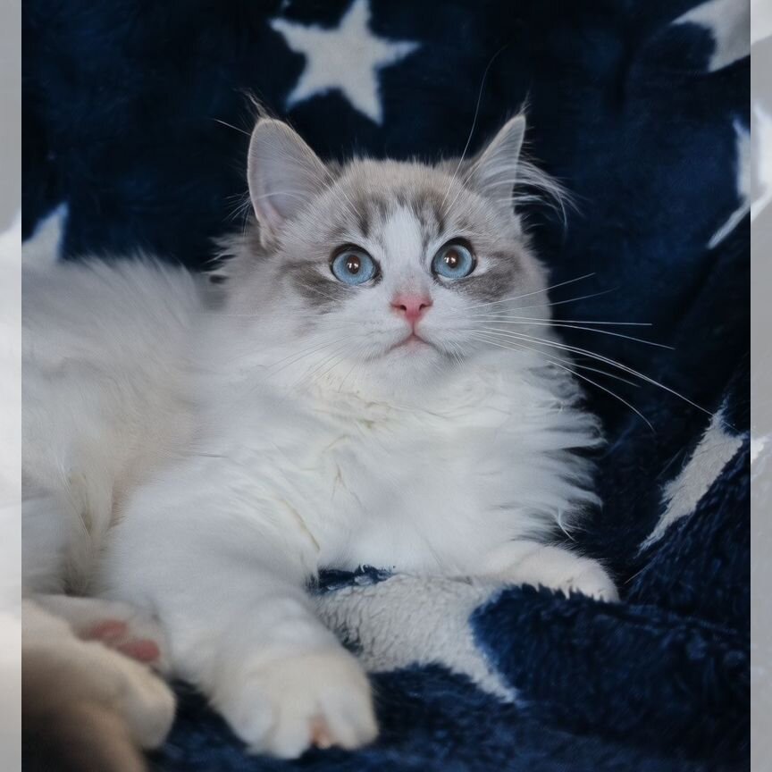 Рэгдолл котёнок