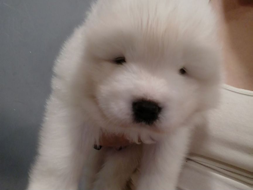 Самоедская лайка