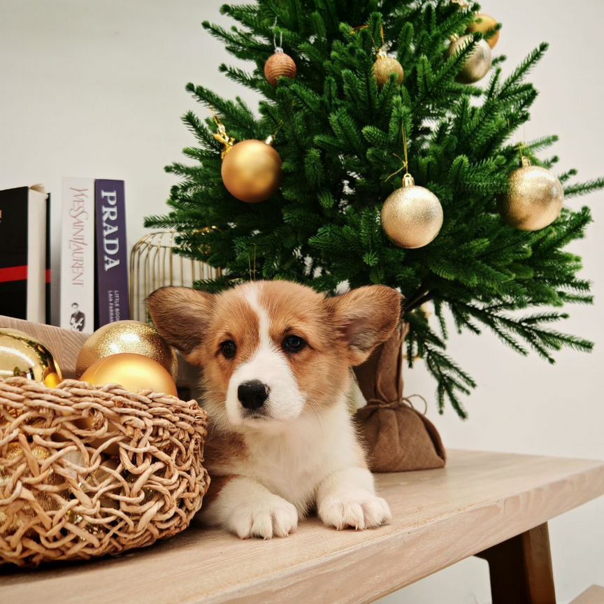 Малыши корги мальчики и девочки