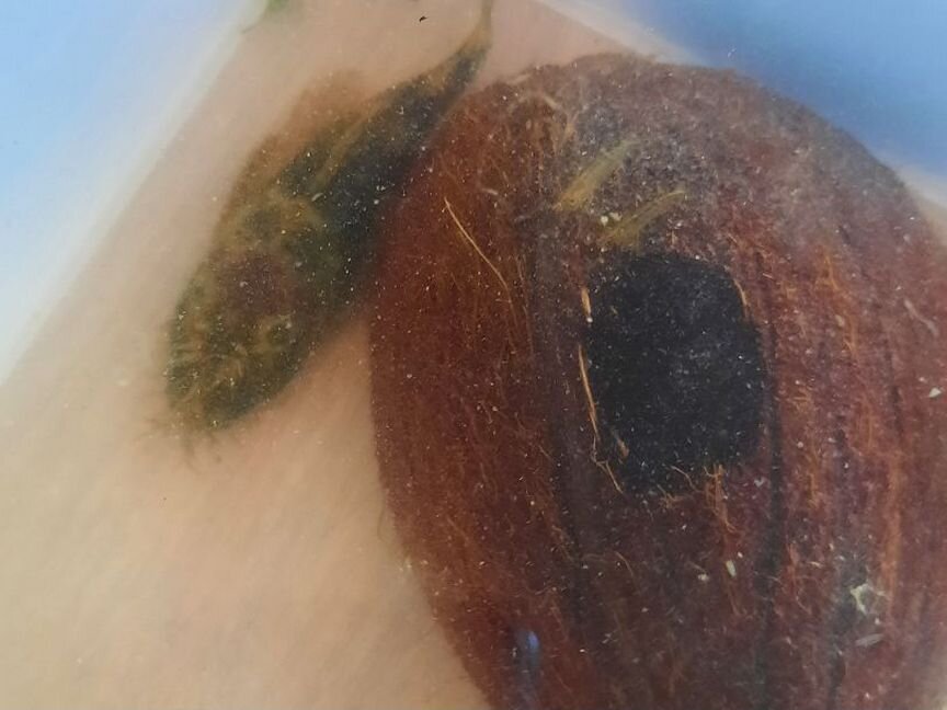 Сомик анцитрус мальчик - 1шт