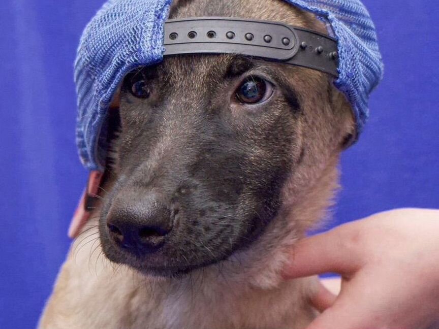 Щенок Кнопик. Нет времени