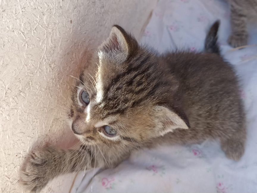 Котёнок
