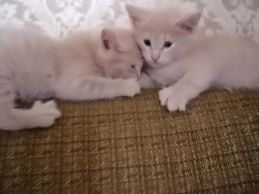 Котята в добрые руки мальчики