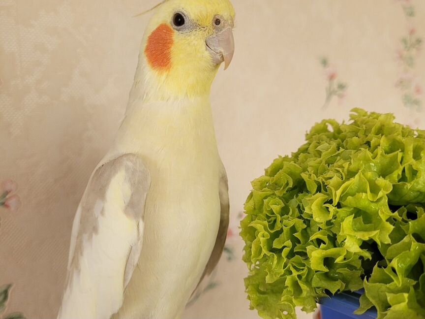 Помогите найти попугая