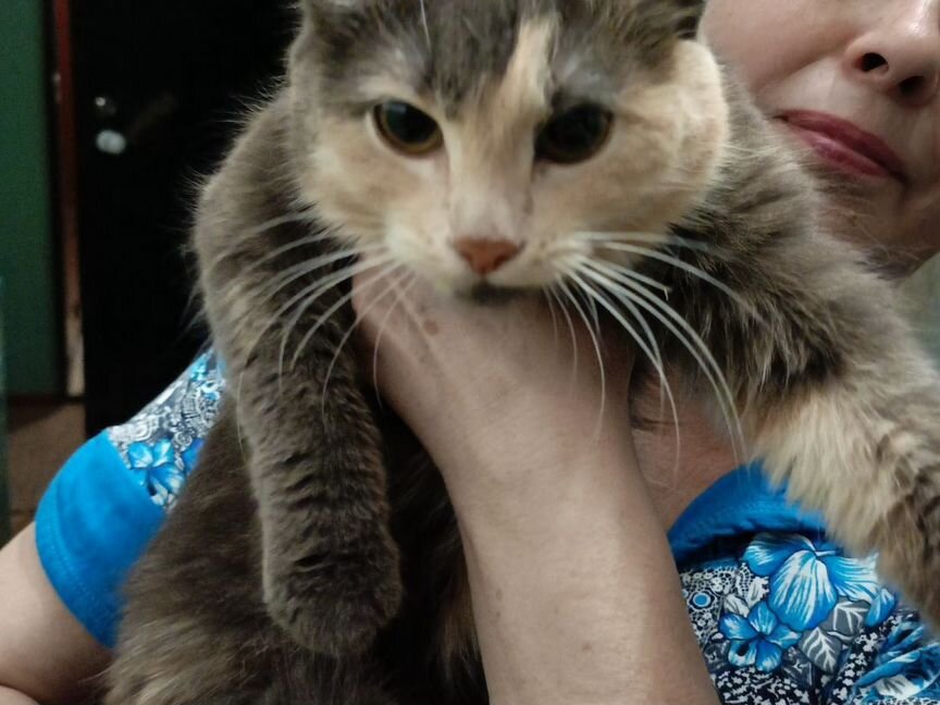 Кошка