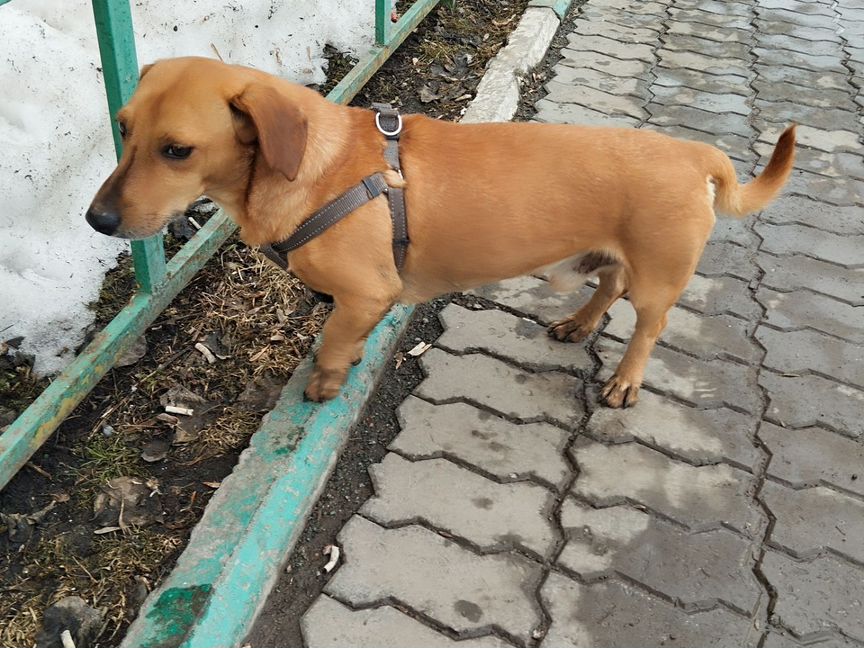 Таксик в добрые руки