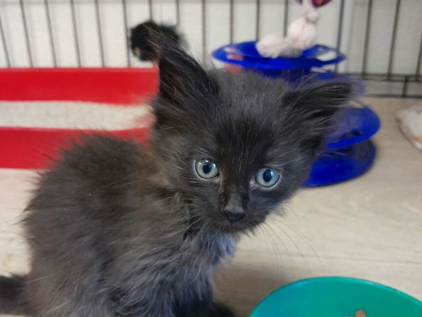 Котёнок 1,5мес