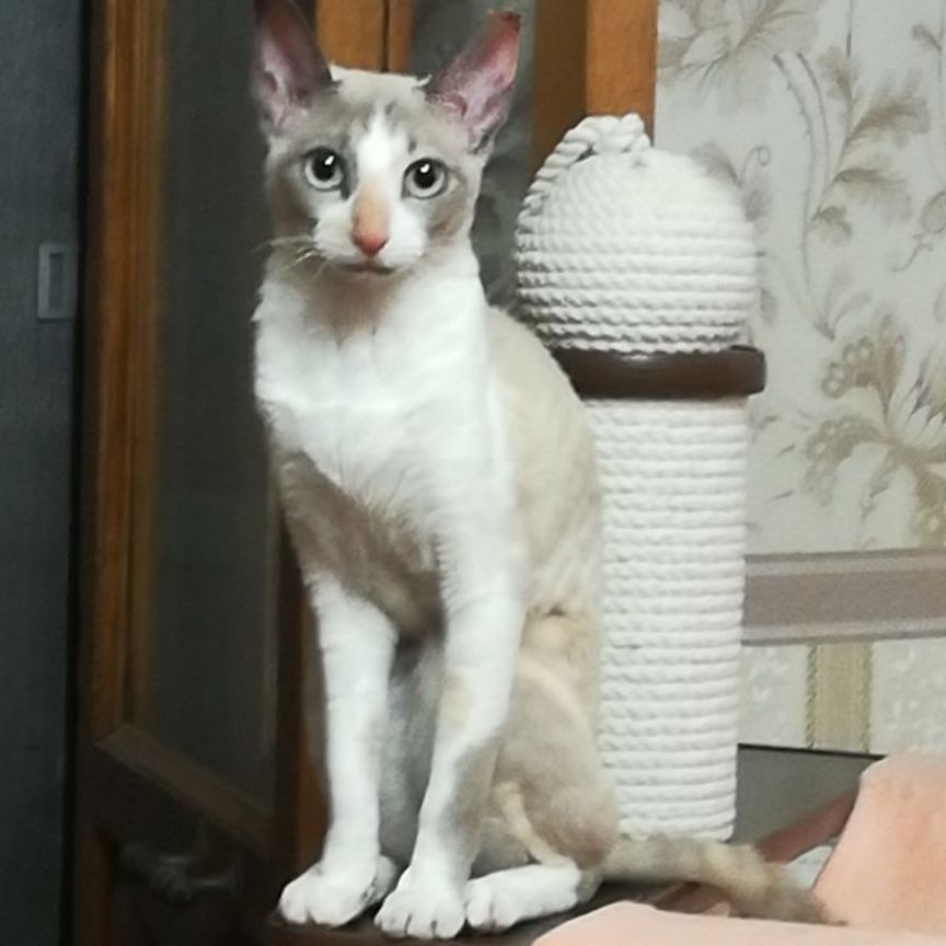 Кошечка Корниш Рекс вязка