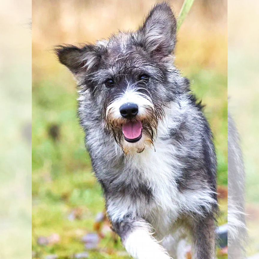 Собака в добрые руки