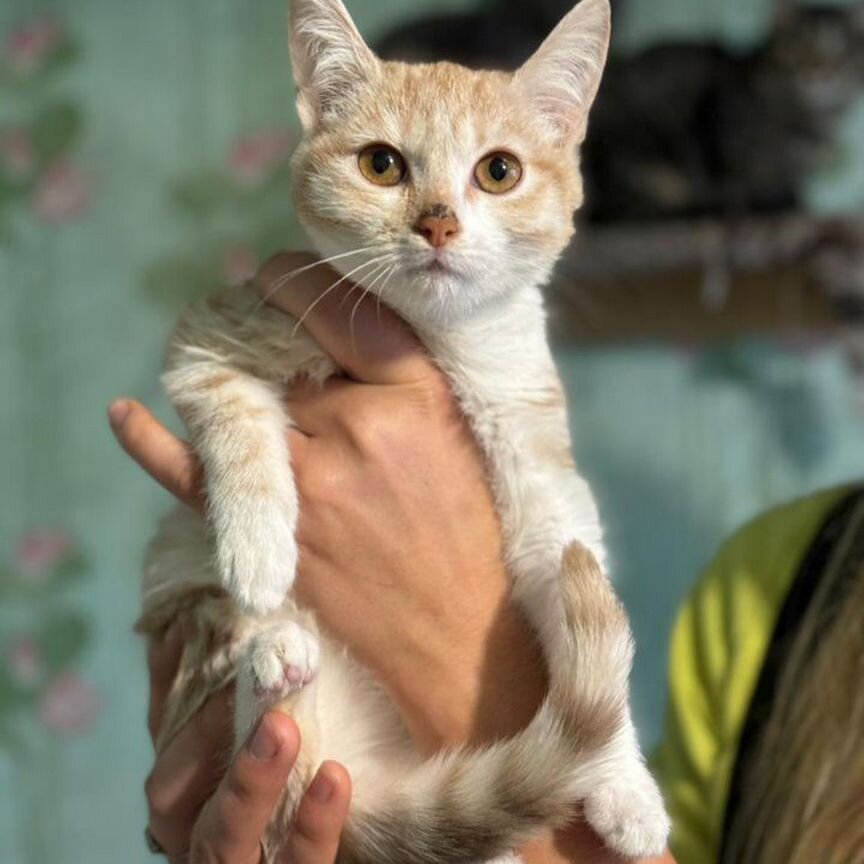 Котенок цукат в добрые руки
