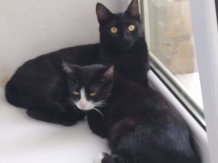 Котята 7 месяцев мышеловы