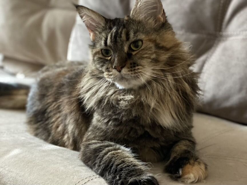 Мейн-кун в добрые руки бесплатно