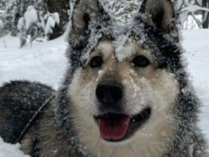 Чья ж такая красотка засиделась в приюте