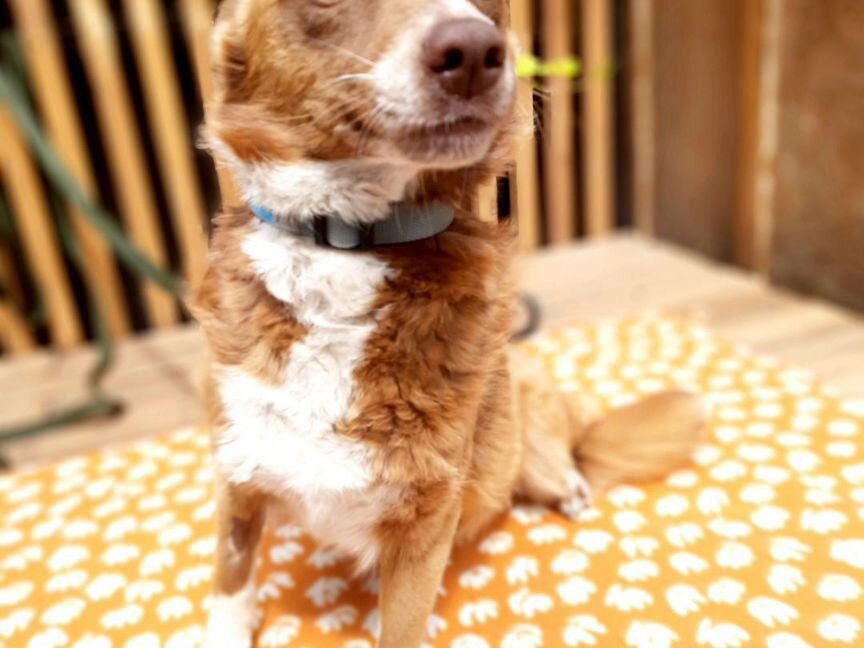 Веснушка в добрые руки