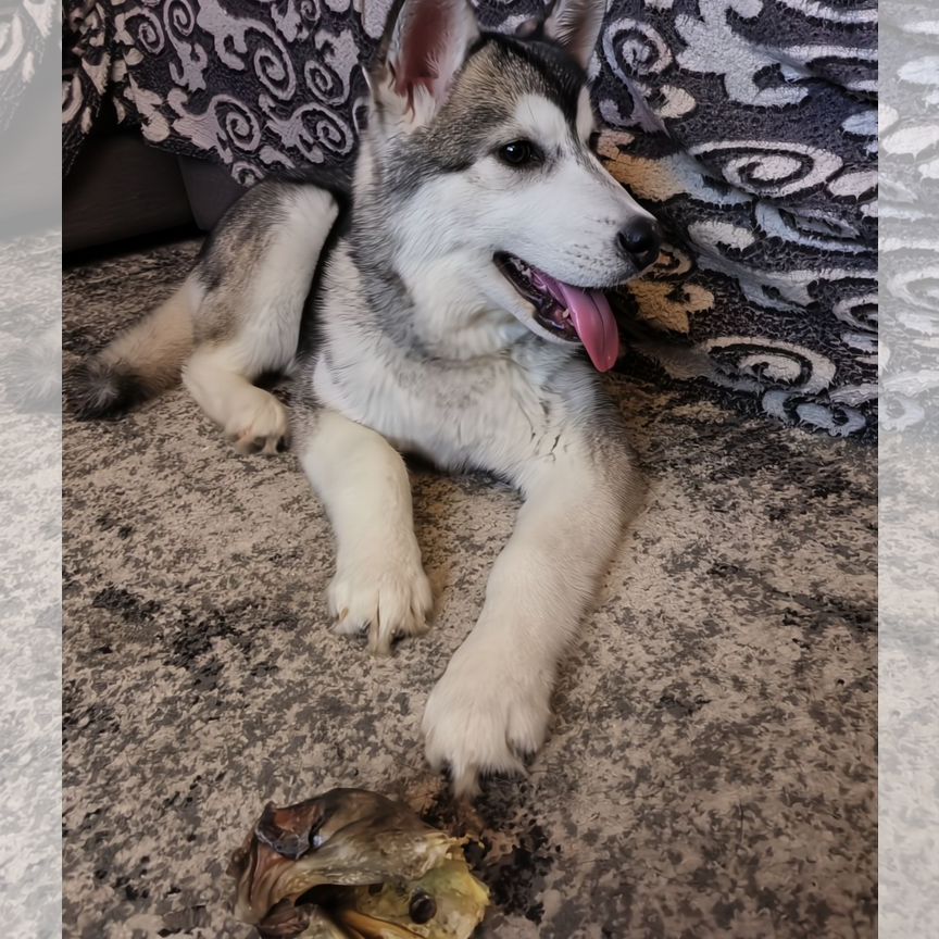 Аляскинский маламут, щенок