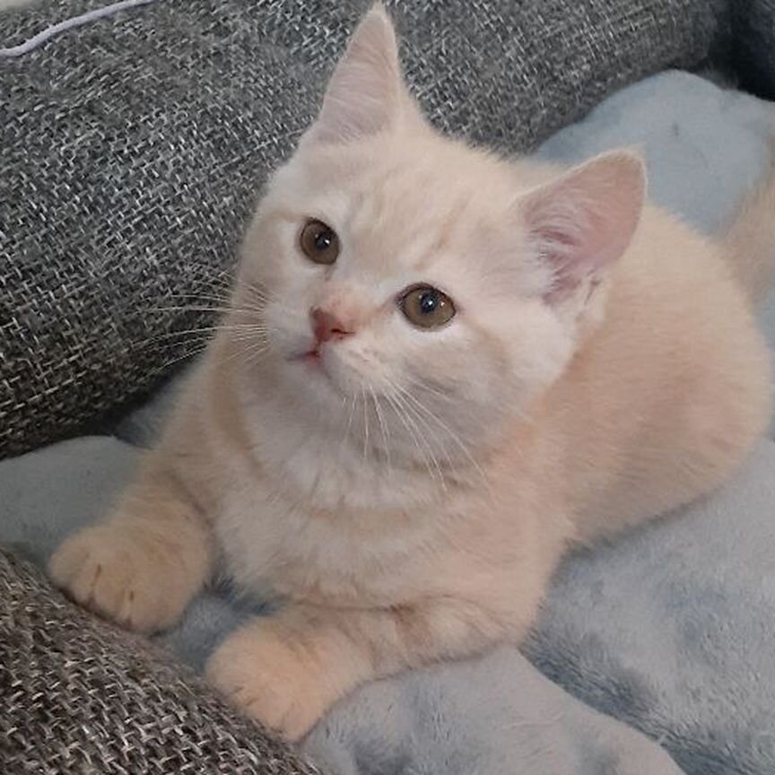 Шотландский прямоухий короткошёрстный котёнок