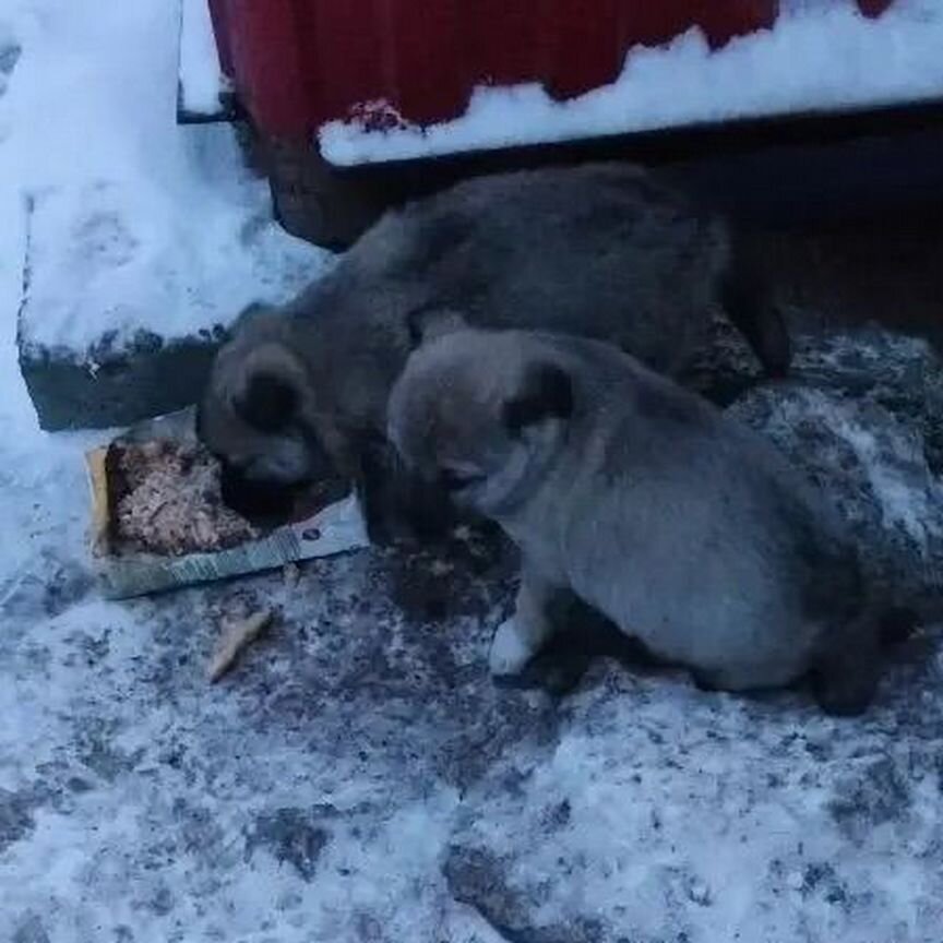 Щенок в добрые руки