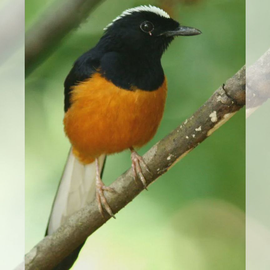 Экзотические птицы