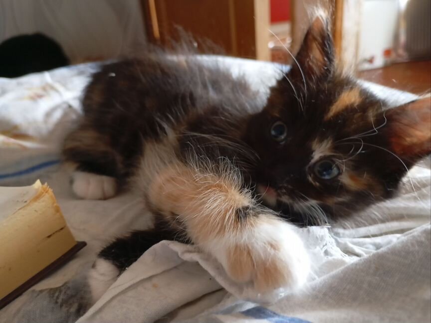 Котята невская