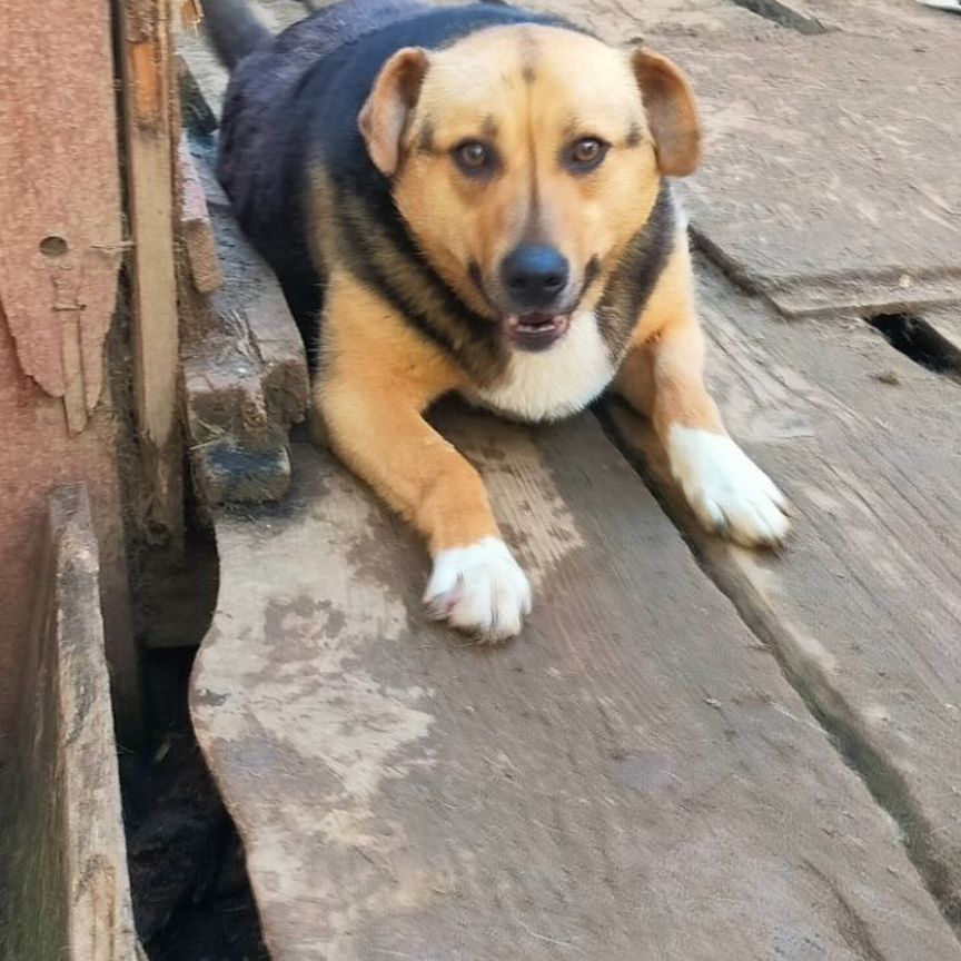 Взрослая собака в добрые руки