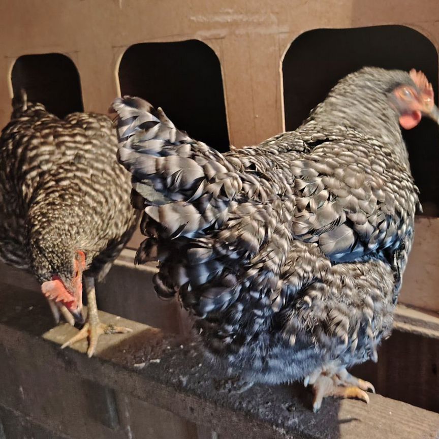 Куры несушки