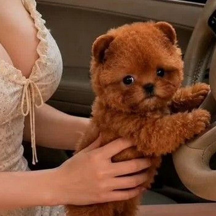 Мальтипу, щенок