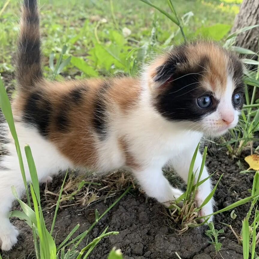 Шотландский вислоухий короткошёрстный котёнок