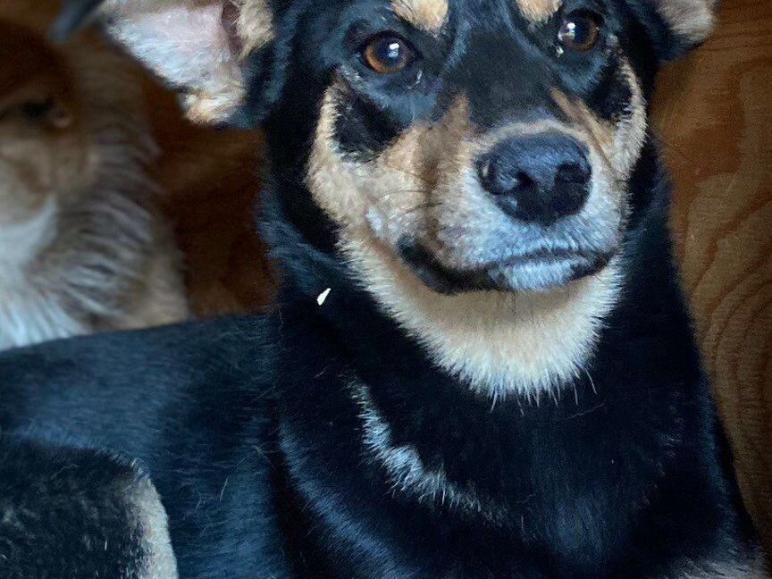 Маленькая собака из приюта