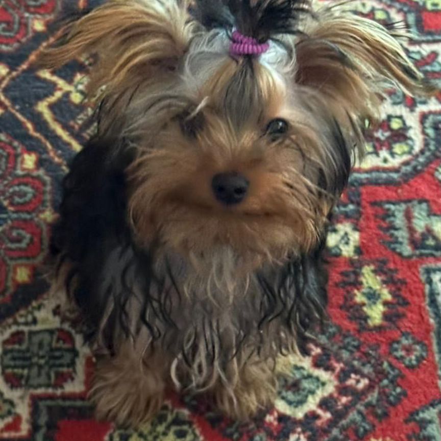 Йоркширский терьер, щенок