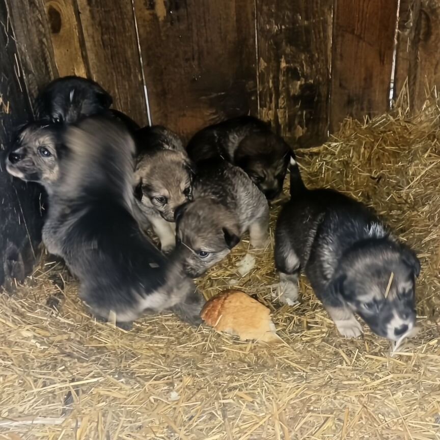 Лайка, щенок