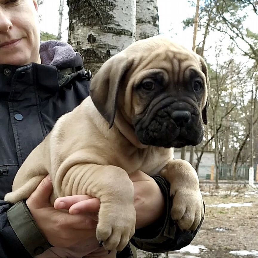 Красотка девочка щеночек бульмастиф
