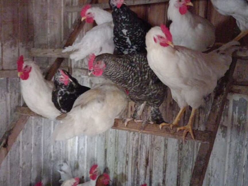 Продам петухов