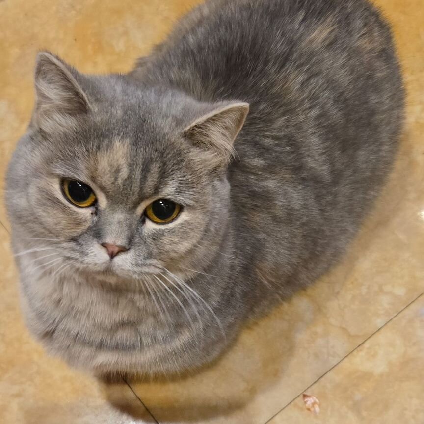 Манчкин котёнок