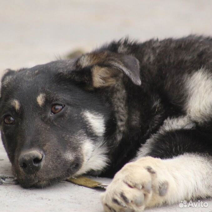 Собака Тайга в добрые руки